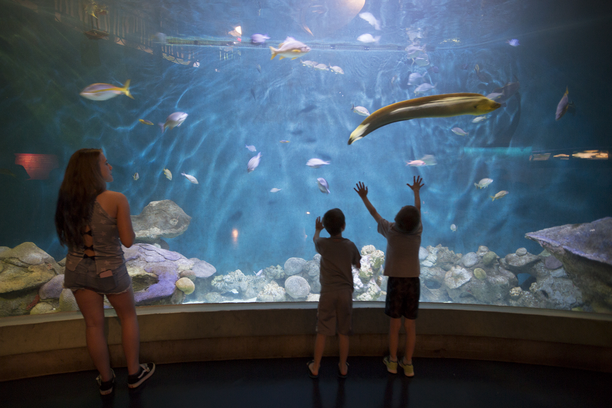 Landing Page Example | National Mississippi River Museum & Aquarium