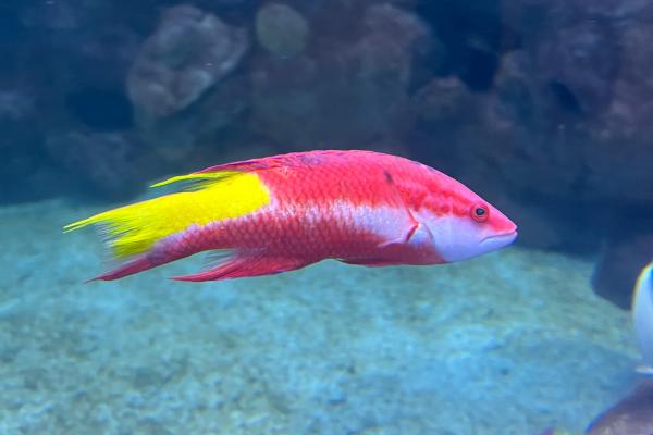 Homepage | National Mississippi River Museum & Aquarium