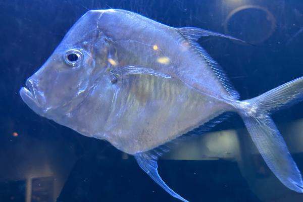 Homepage | National Mississippi River Museum & Aquarium