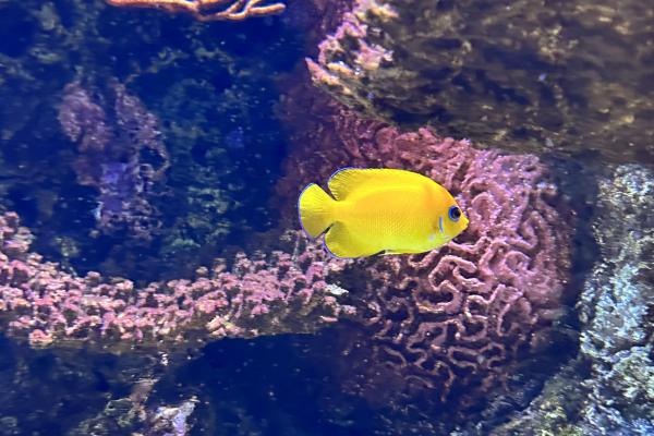 Homepage | National Mississippi River Museum & Aquarium