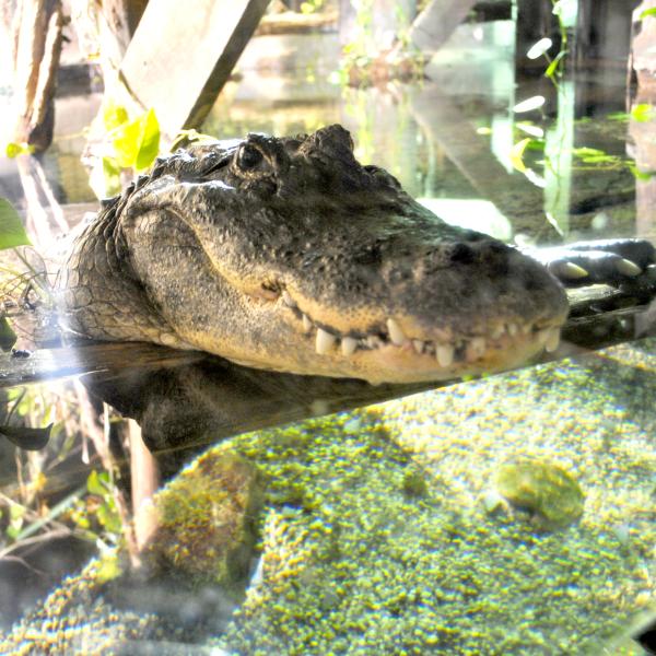 American Alligator | National Mississippi River Museum & Aquarium