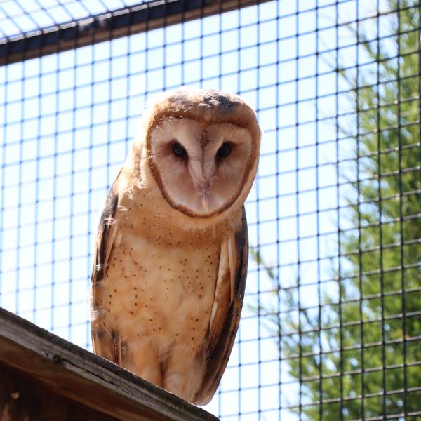 Barn Owl | National Mississippi River Museum & Aquarium
