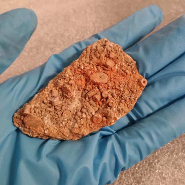 Crinoid Fossil | National Mississippi River Museum & Aquarium